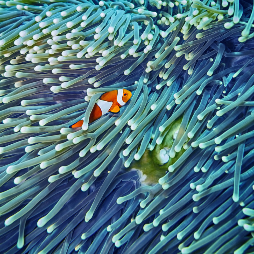 Why Connect? - Ocean Connect