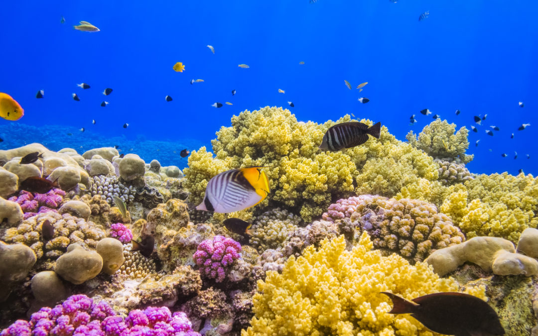 Mass Extinction of Marine Life - Ocean Connect