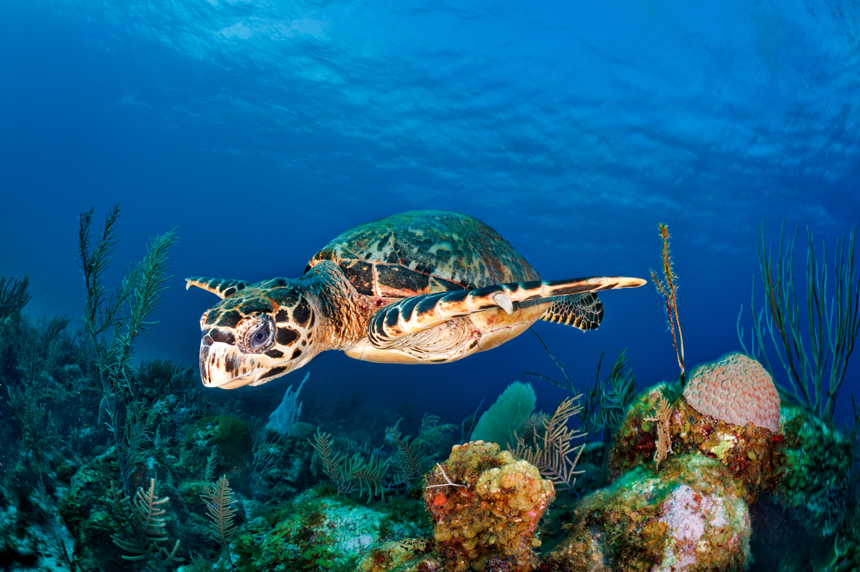 News - Ocean Connect