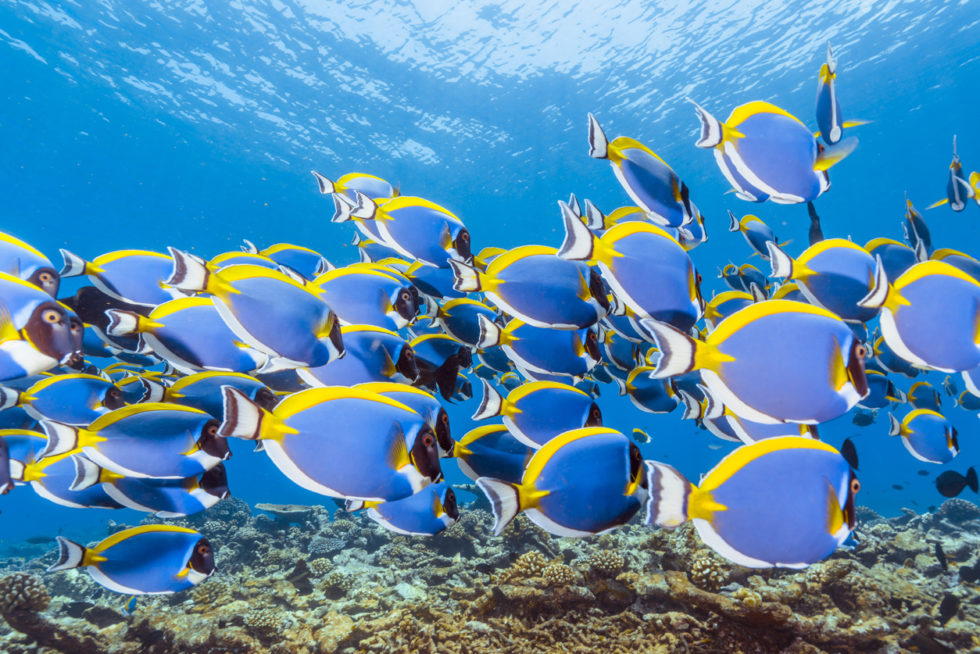 Mass Extinction of Marine Life - Ocean Connect