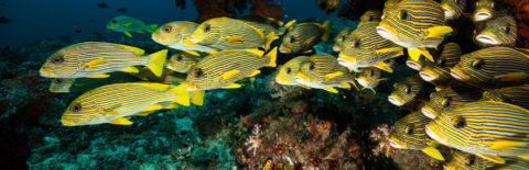 Featured Connection: Oceanography - Ocean Connect