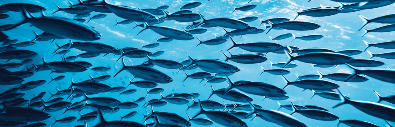 Fisheries Science - Ocean Connect