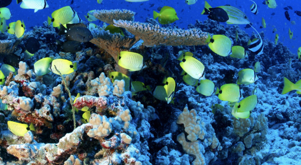 Marine Protected Areas - Ocean Connect
