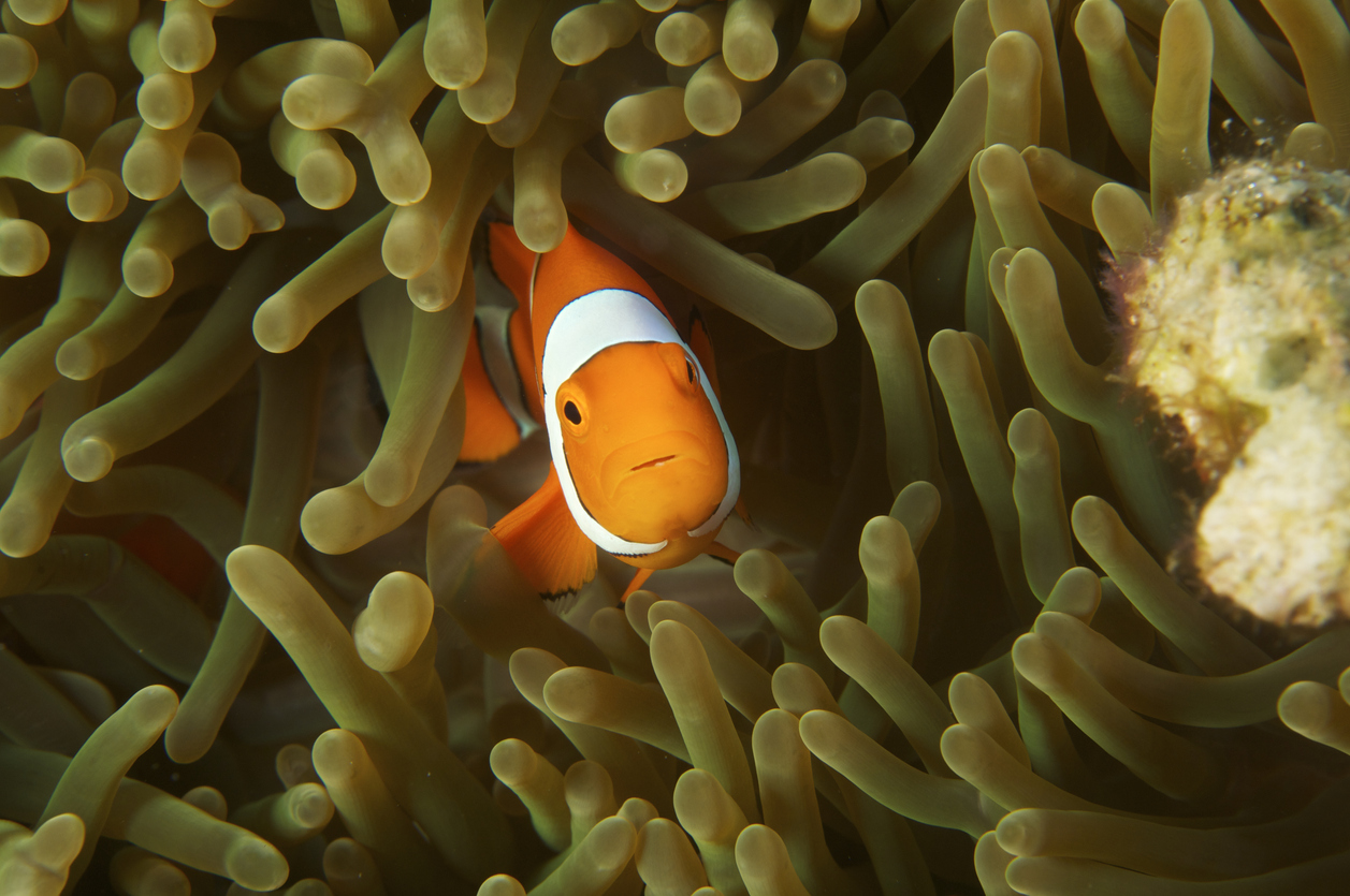 What is Ocean Literacy? - Ocean Connect