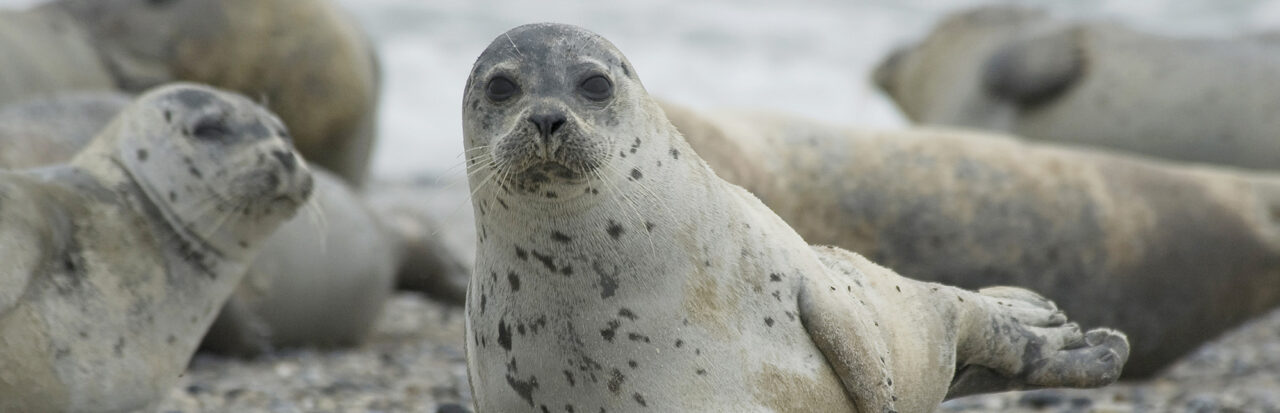 Marine Mammal Science - Ocean Connect